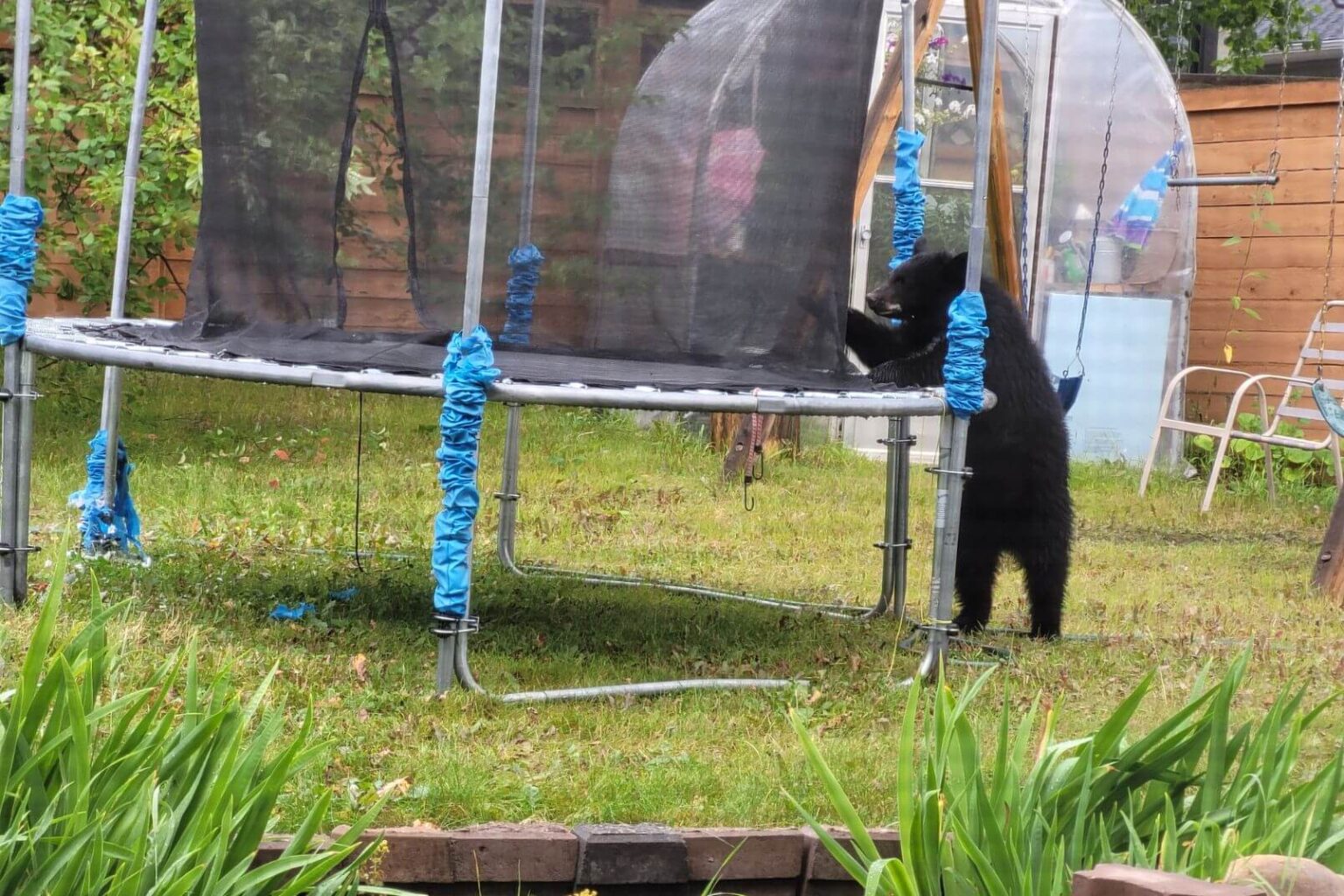 Bear safety tips you need to know (for families!) ⋆ Take Them Outside